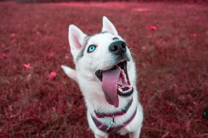 Raiva canina: Saiba como identificar e evitar - Hojemais de Três Lagoas MS