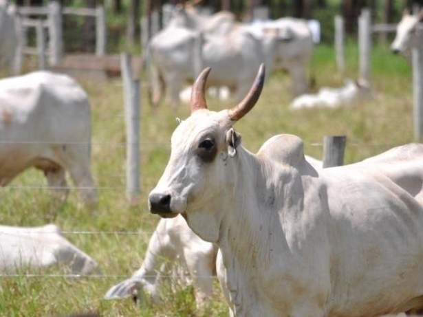 Apesar de ano turbulento, exportação de carne bovina de MS dispara 32% ...